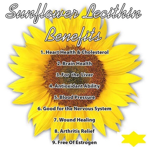 NBT Naturals – Sunflower Lecithin Powder – 50Grams – NBT Naturals